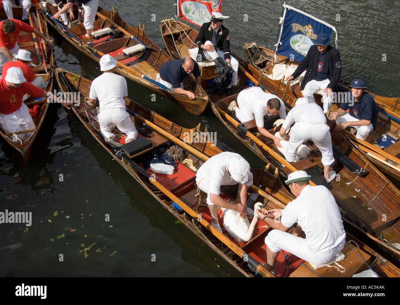 Swan uppers examining swans and cygnets on traditional Thames rowing ...