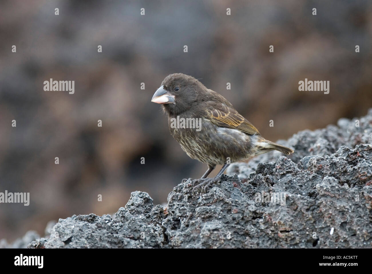 Galapagos finches hi-res stock photography and images - Alamy