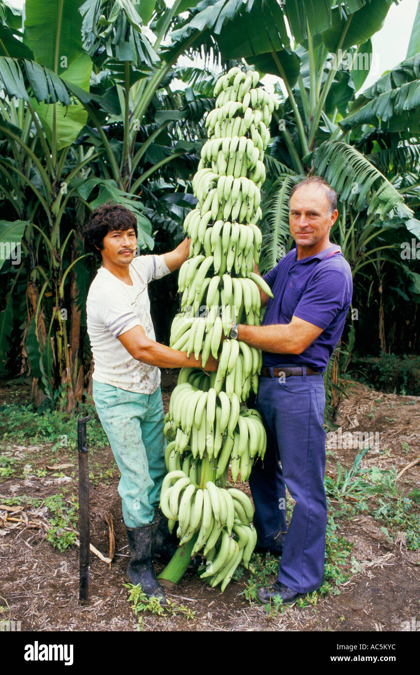 Stalk Of Bananas High Resolution Stock Photography and Images - Alamy