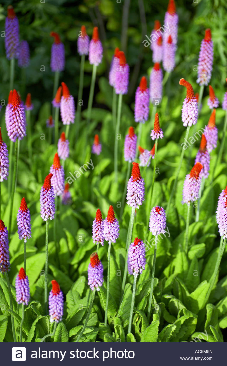 Vials primrose primula vialii hi-res stock photography and images - Alamy