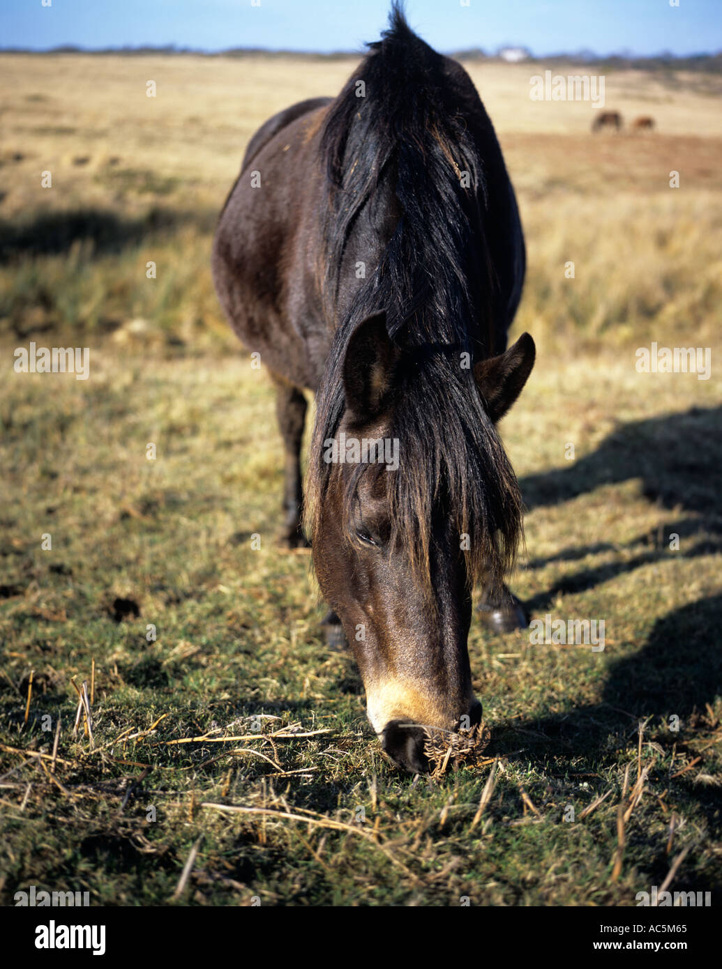 Pengwern common hi-res stock photography and images - Alamy