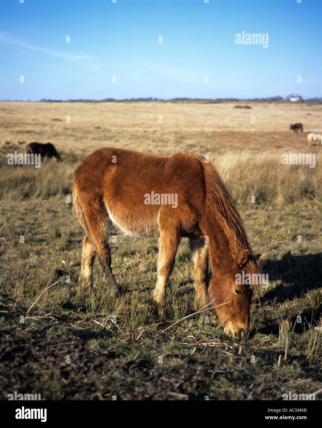 a pony grazes on Pengwern Common Gower Peninsula South Wales Stock ...