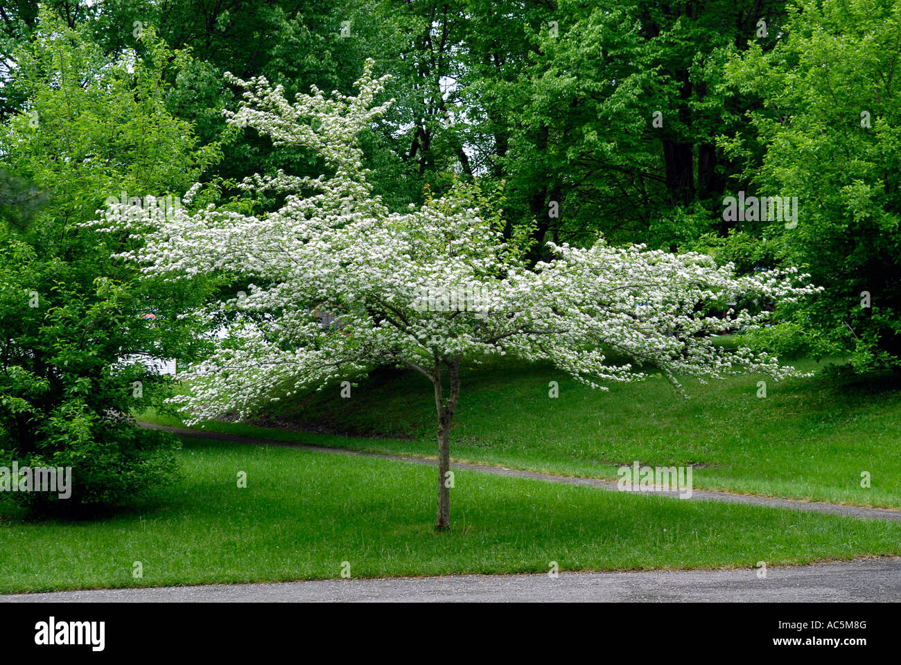 Flowering Crab Apple tree Stock Photo - Alamy