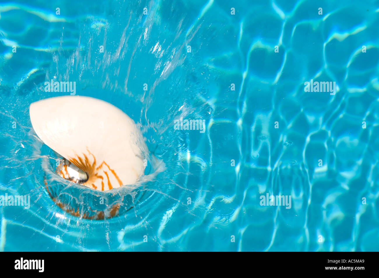 nautilus shell splashing into clear tropical water Stock Photo - Alamy