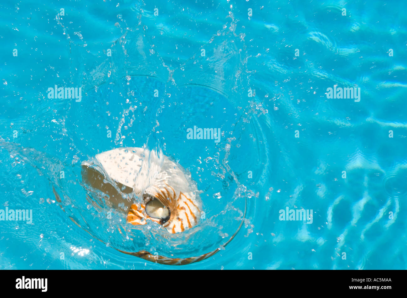 nautilus shell splashing into clear tropical water Stock Photo - Alamy