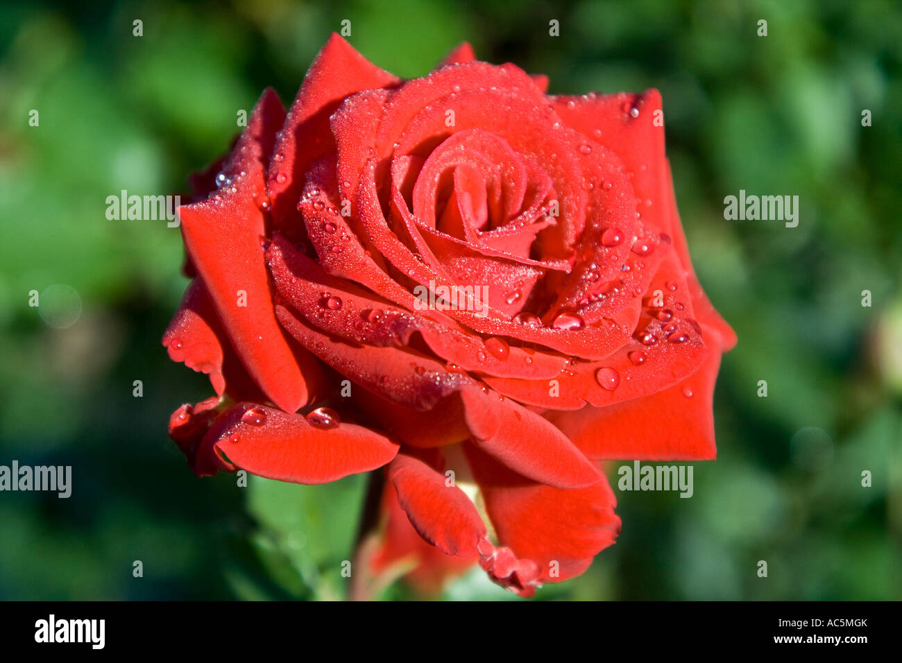 Closeup Red Rose Stock Photo - Alamy