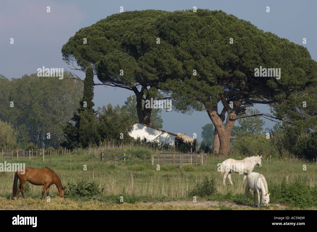 Typical Mas de Provence Camargue France Stock Photo - Alamy
