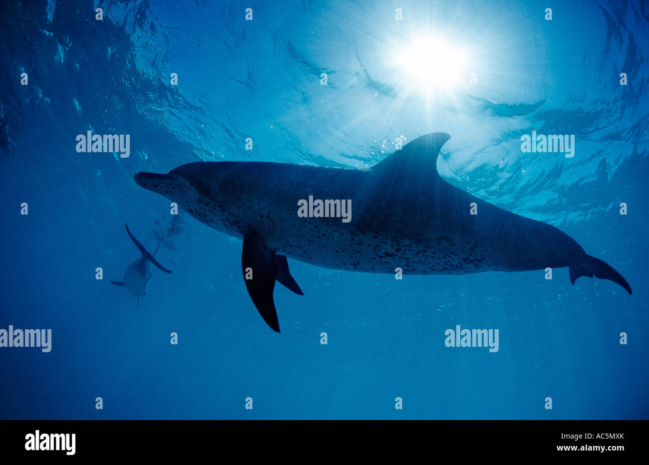 Atlantic spotted dolphin Stenella frontalis USA FL Florida Atlantic ...