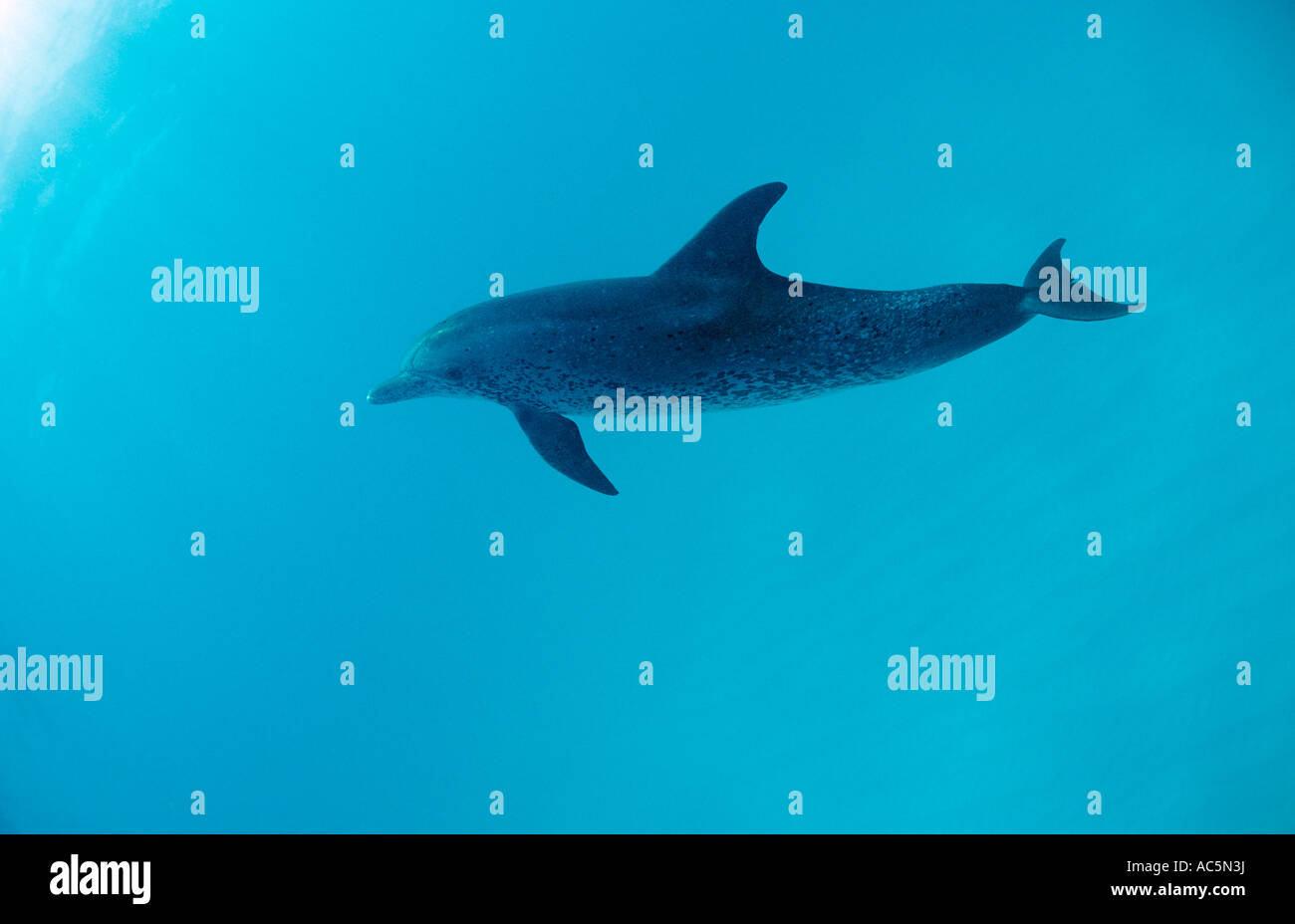 Atlantic spotted dolphin Stenella frontalis USA FL Florida Atlantic ...