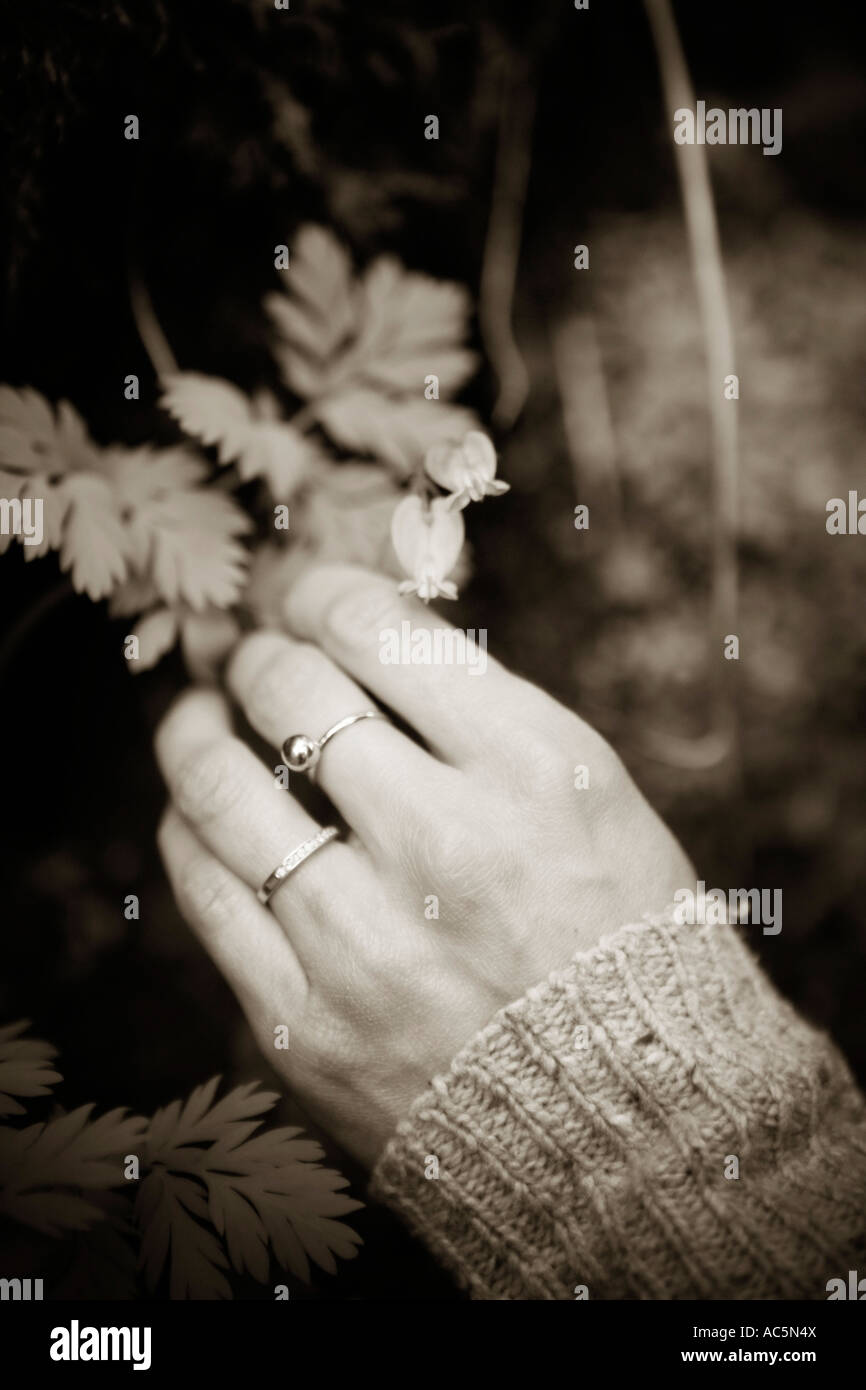 women hand picking leaves Stock Photo - Alamy