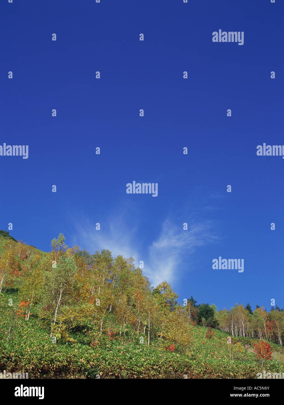 Silver birch trees Shiga Plateau Nagano Prefecture Japan Stock Photo ...