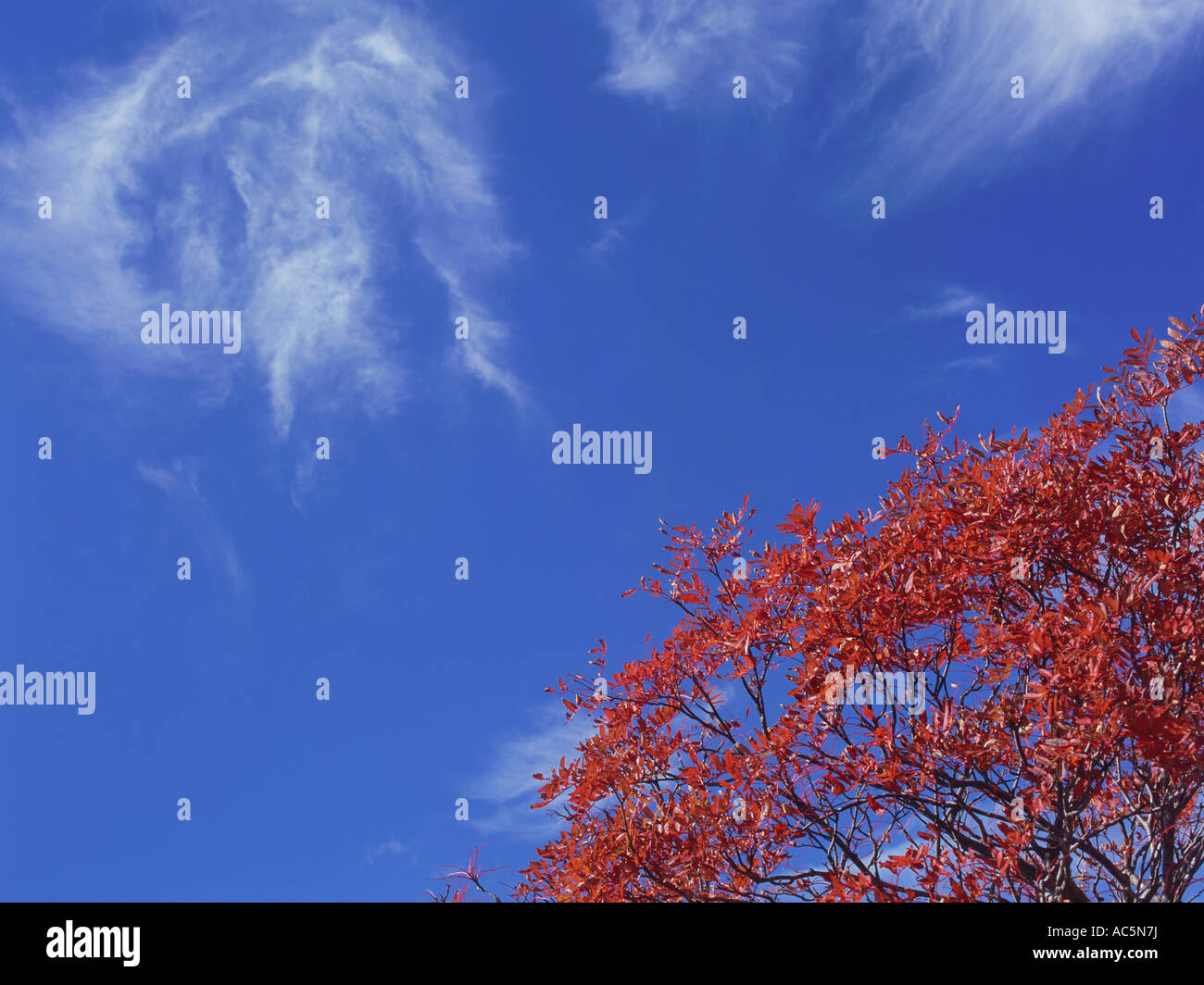 Rowan tree in Gunma Prefecture Japan Stock Photo - Alamy