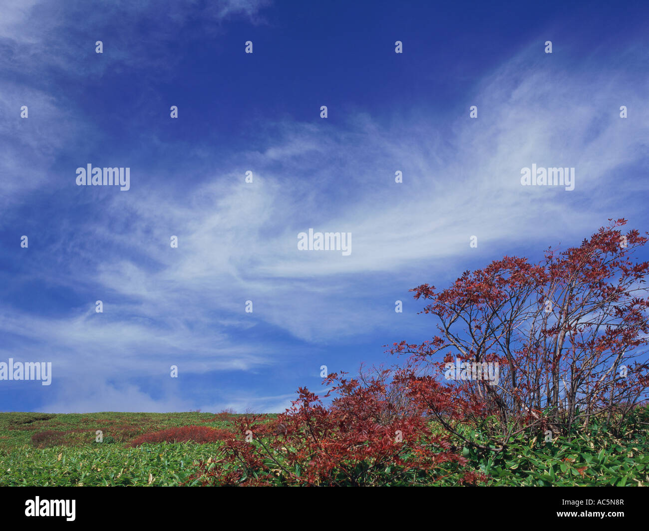 Rowan tree in Gunma Prefecture Japan Stock Photo - Alamy