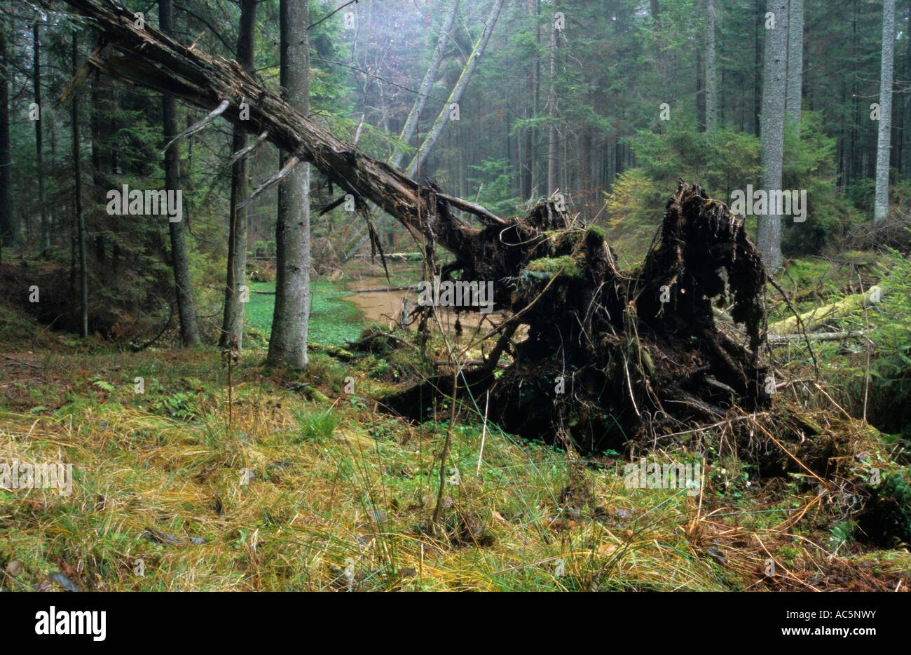 Primeval forest backwoods Stock Photo - Alamy