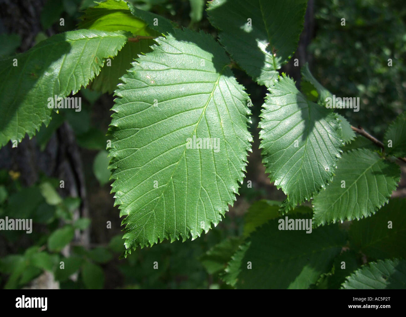 Leaves European Hornbeam close up Stock Photo - Alamy
