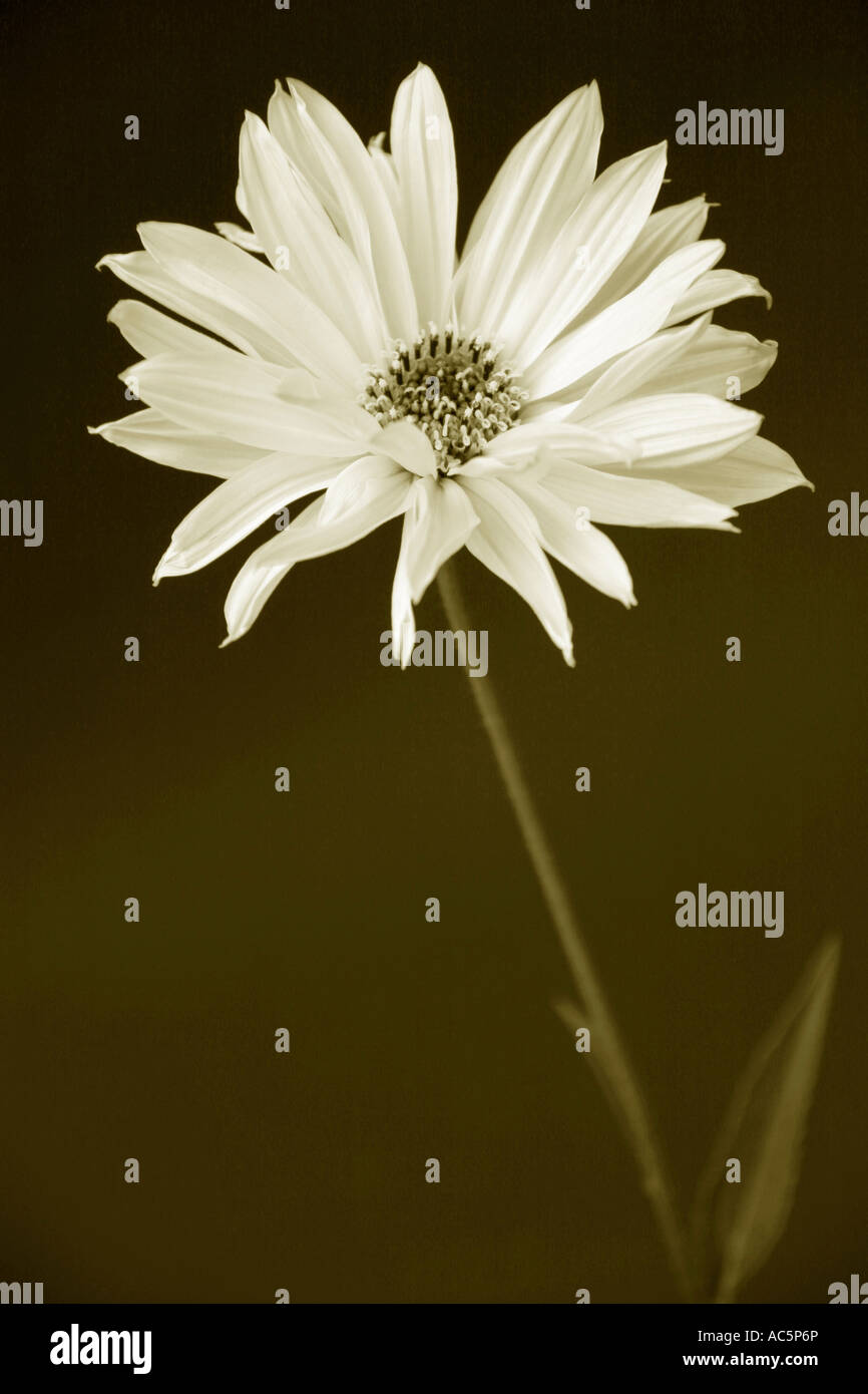Heliopsis scabra close up Stock Photo - Alamy