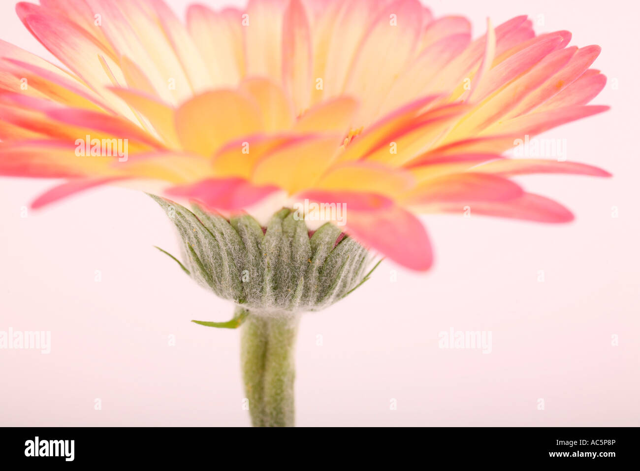 Gerbera close up Stock Photo - Alamy