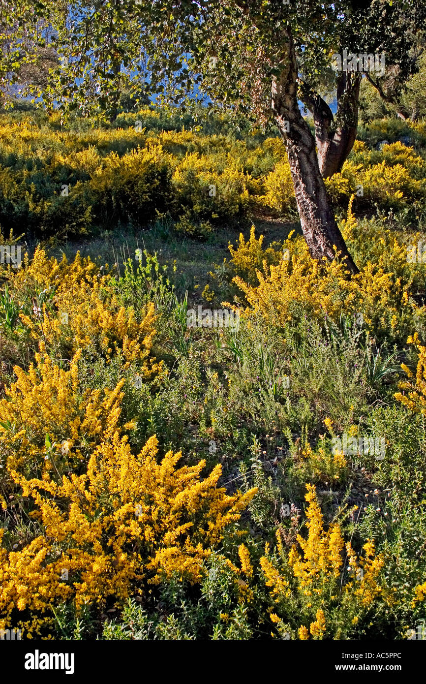 camp with flowers and trees Stock Photo - Alamy