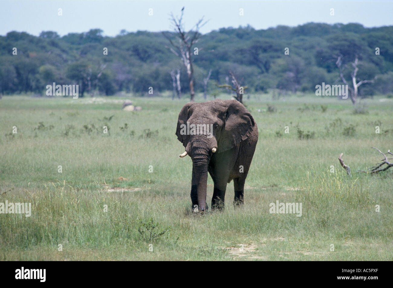 Animal skin markings hi-res stock photography and images - Alamy