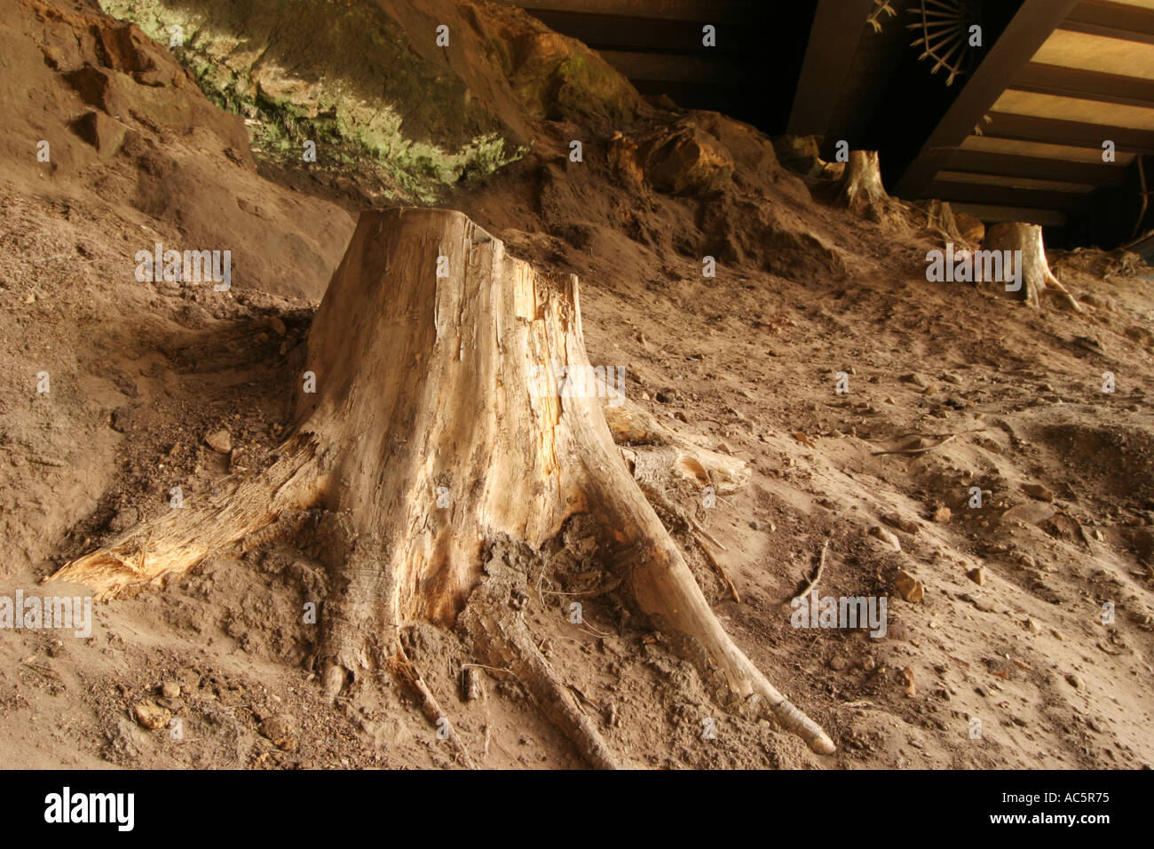 The stumps of felled trees under a motorway flyover fife Scotland 2005 ...