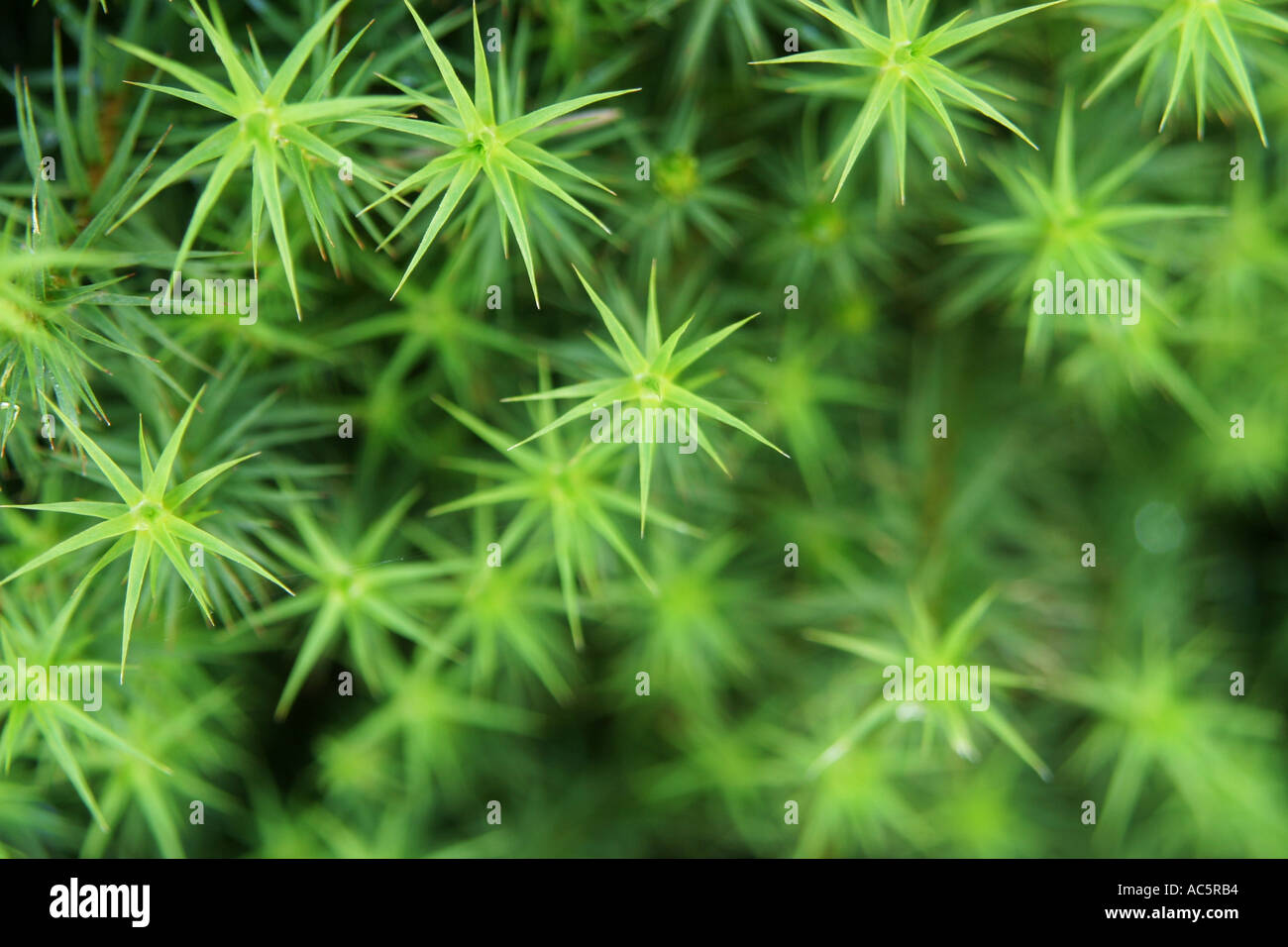 Damp fireworks hi-res stock photography and images - Alamy