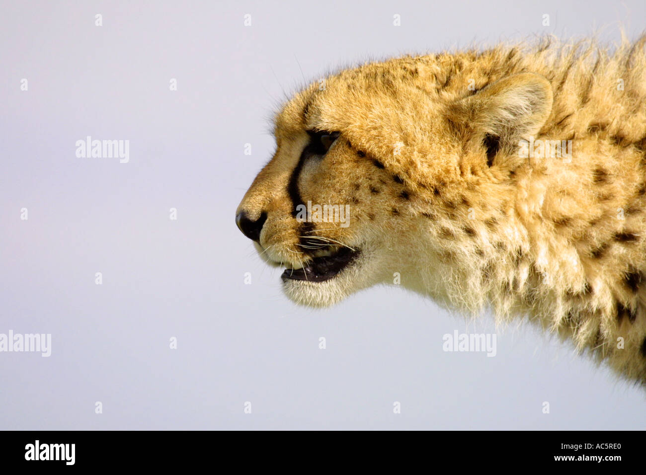 Jubata hi-res stock photography and images - Alamy