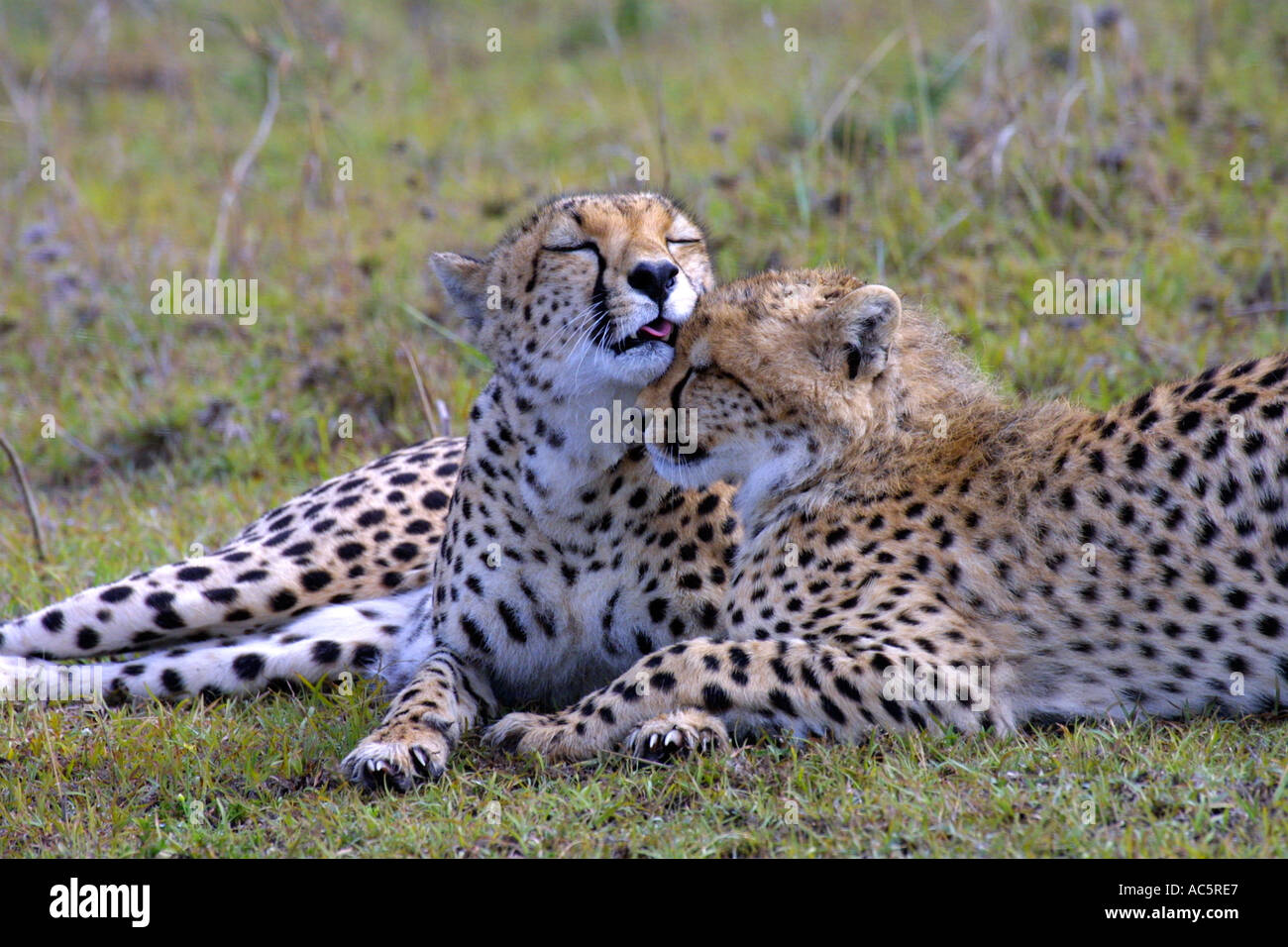 Jubata hi-res stock photography and images - Alamy