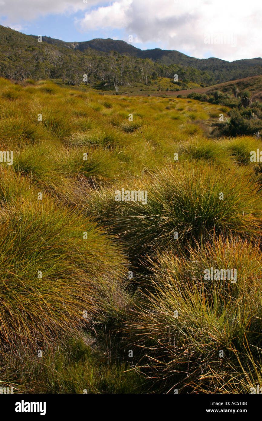 Button grass tasmania hi-res stock photography and images - Alamy