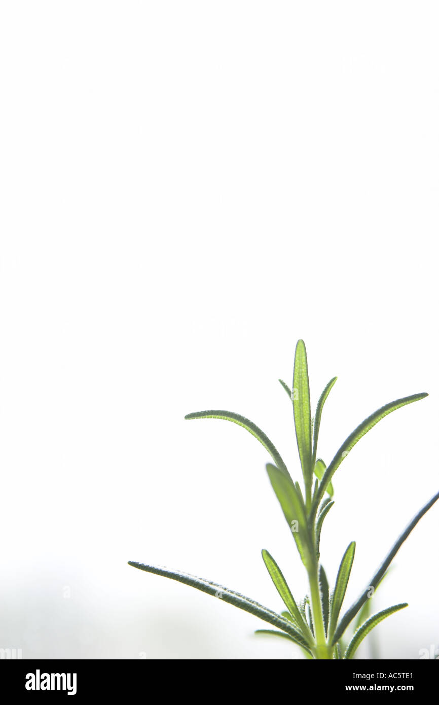 Branching rose hi-res stock photography and images - Alamy