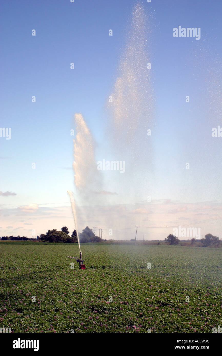 Flood irrigation irrigating hi-res stock photography and images - Alamy