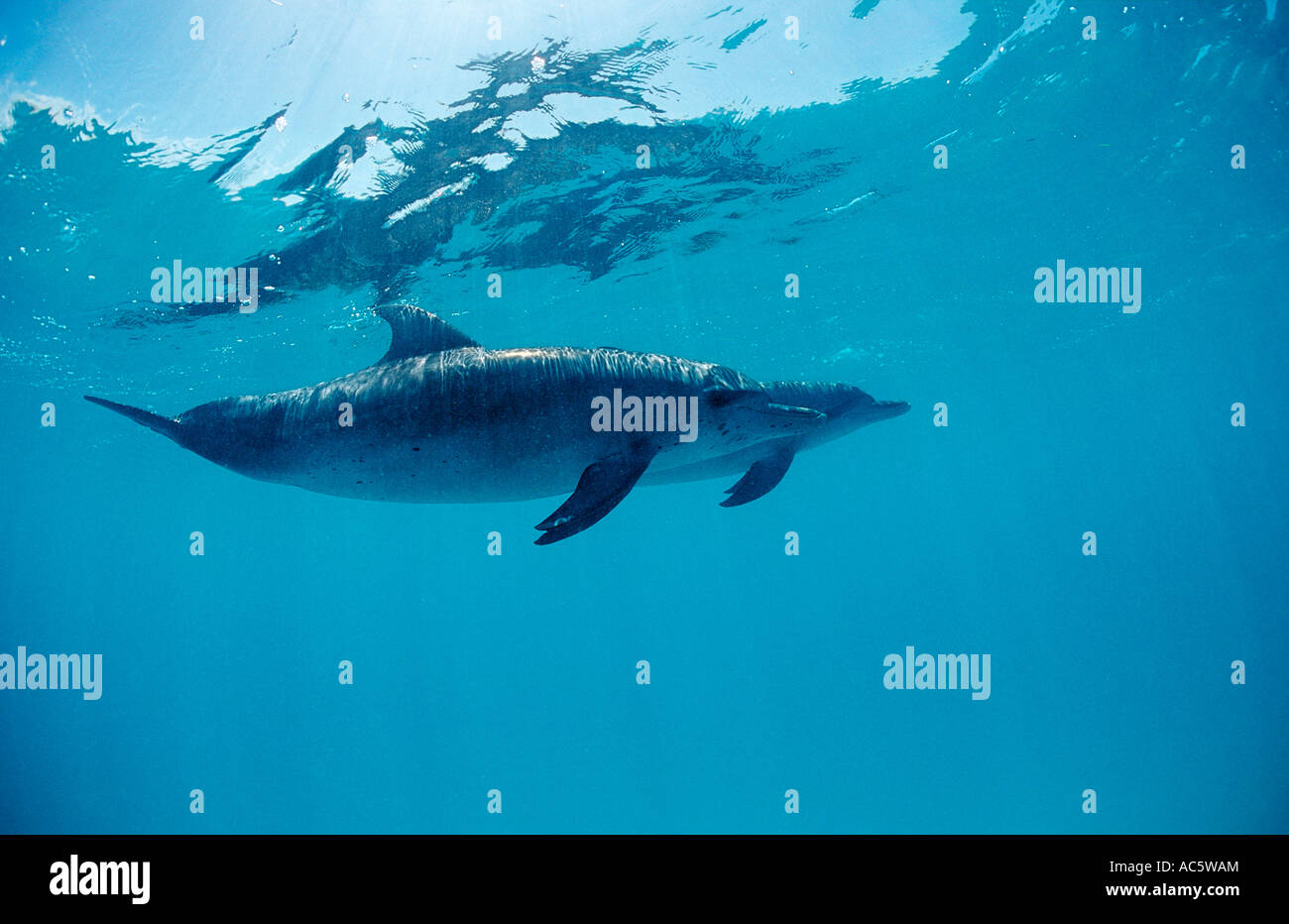 Atlantic spotted dolphin Stenella frontalis Bahamas Atlantic Ocean ...