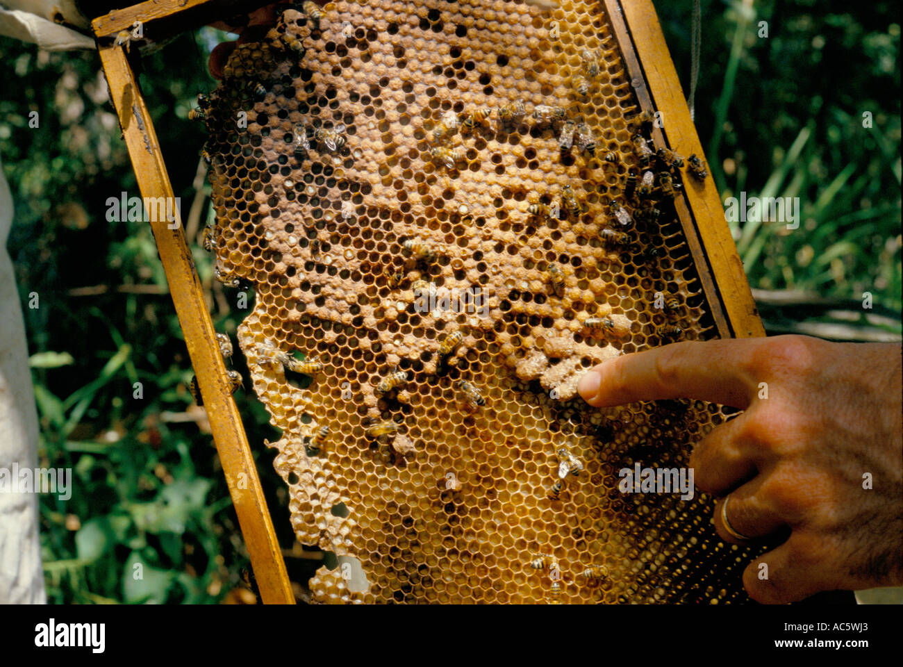 Africanized killer bee hive hi-res stock photography and images - Alamy