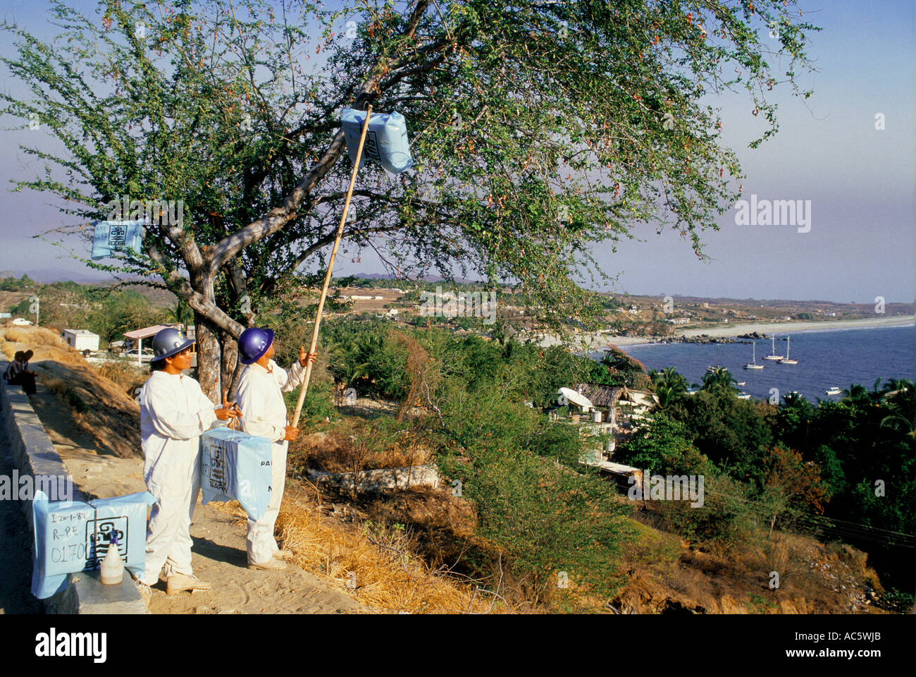 Africanized killer bee hive hi-res stock photography and images - Alamy