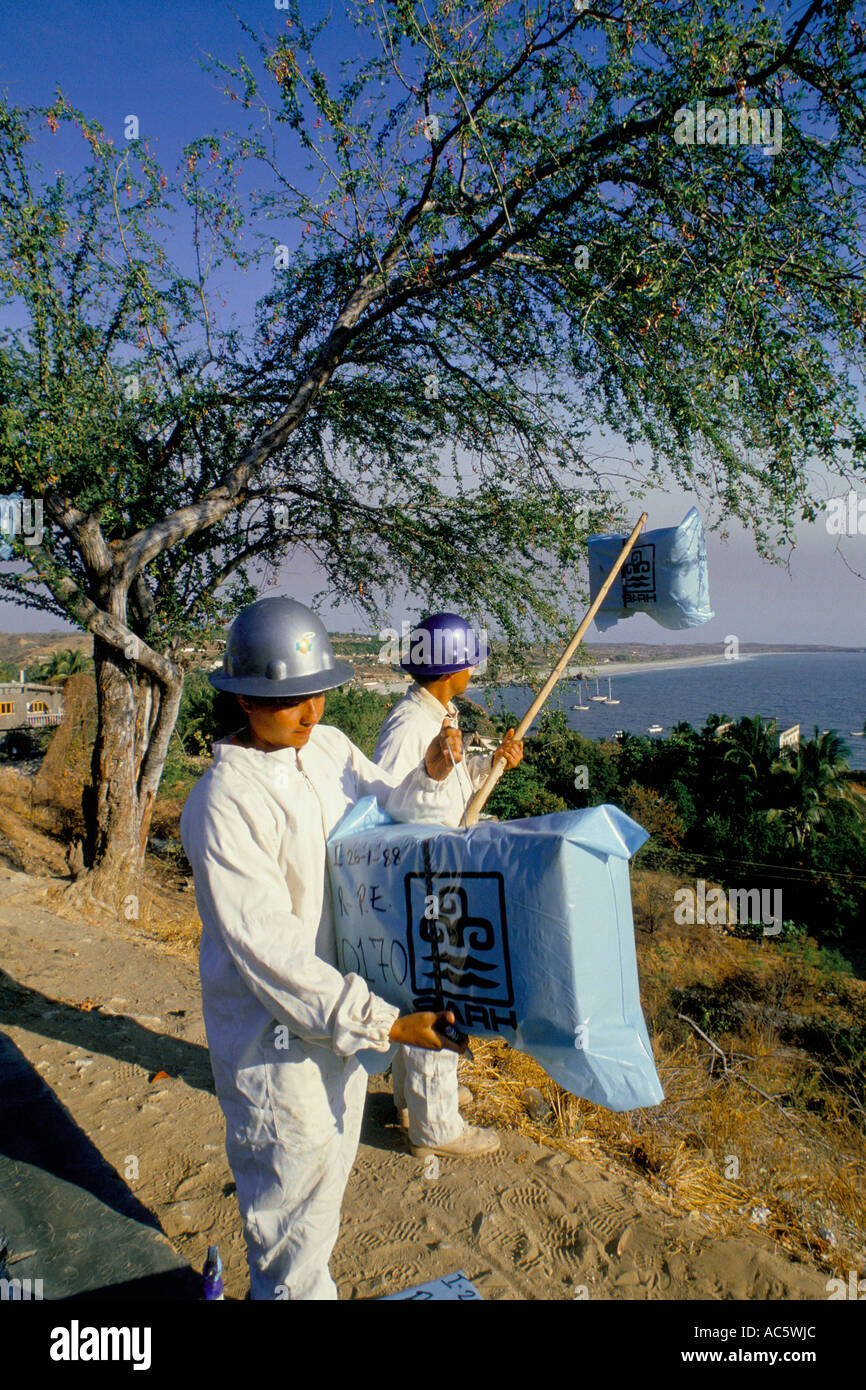 Africanized killer bee hive hi-res stock photography and images - Alamy