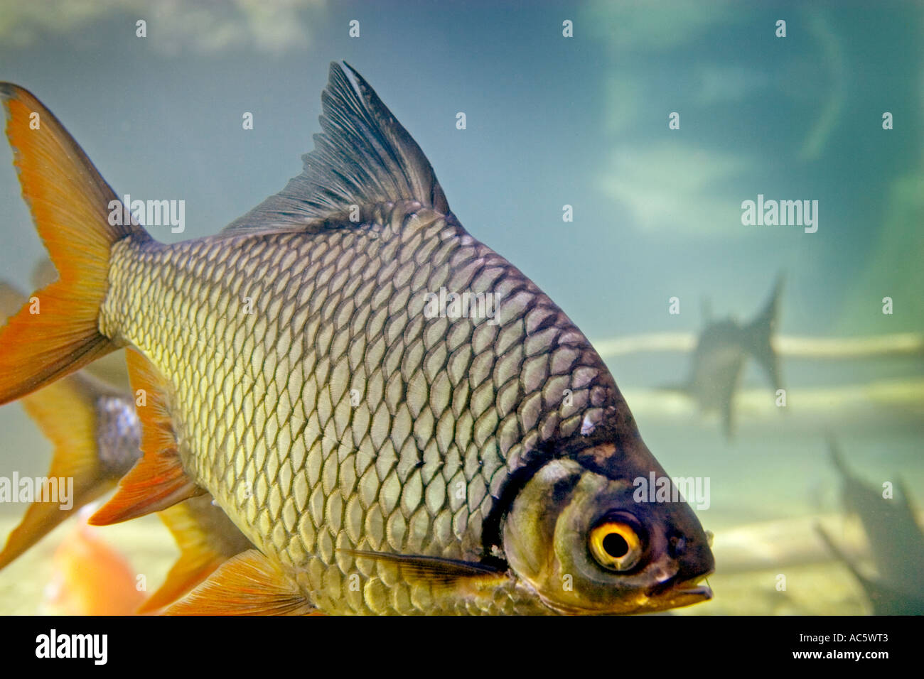 carp in a aquarium Stock Photo - Alamy