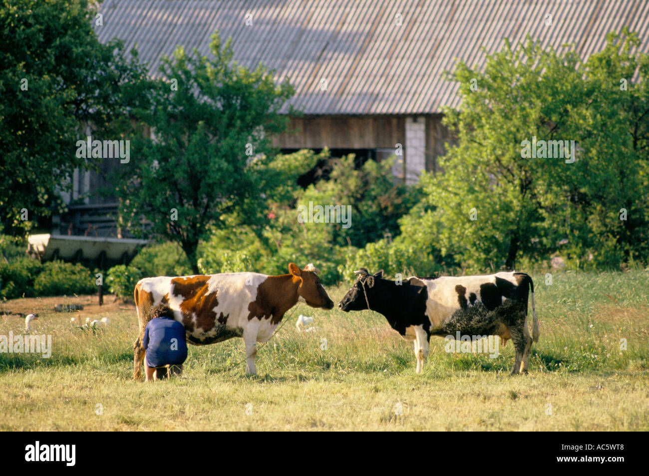 Milking cows by hand hi-res stock photography and images - Alamy