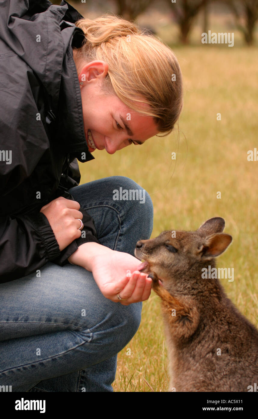 Smiling wallaby hi-res stock photography and images - Alamy