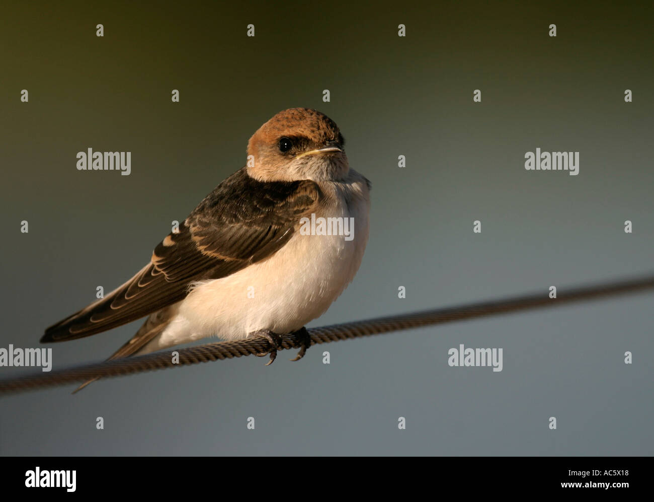 Ariel martin hi-res stock photography and images - Alamy