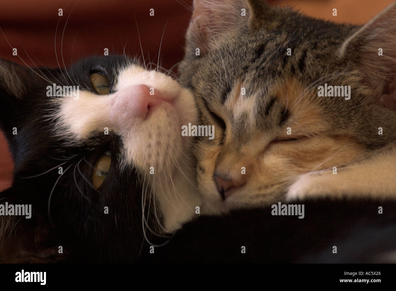 domestic cat kitten felis catus Stock Photo - Alamy