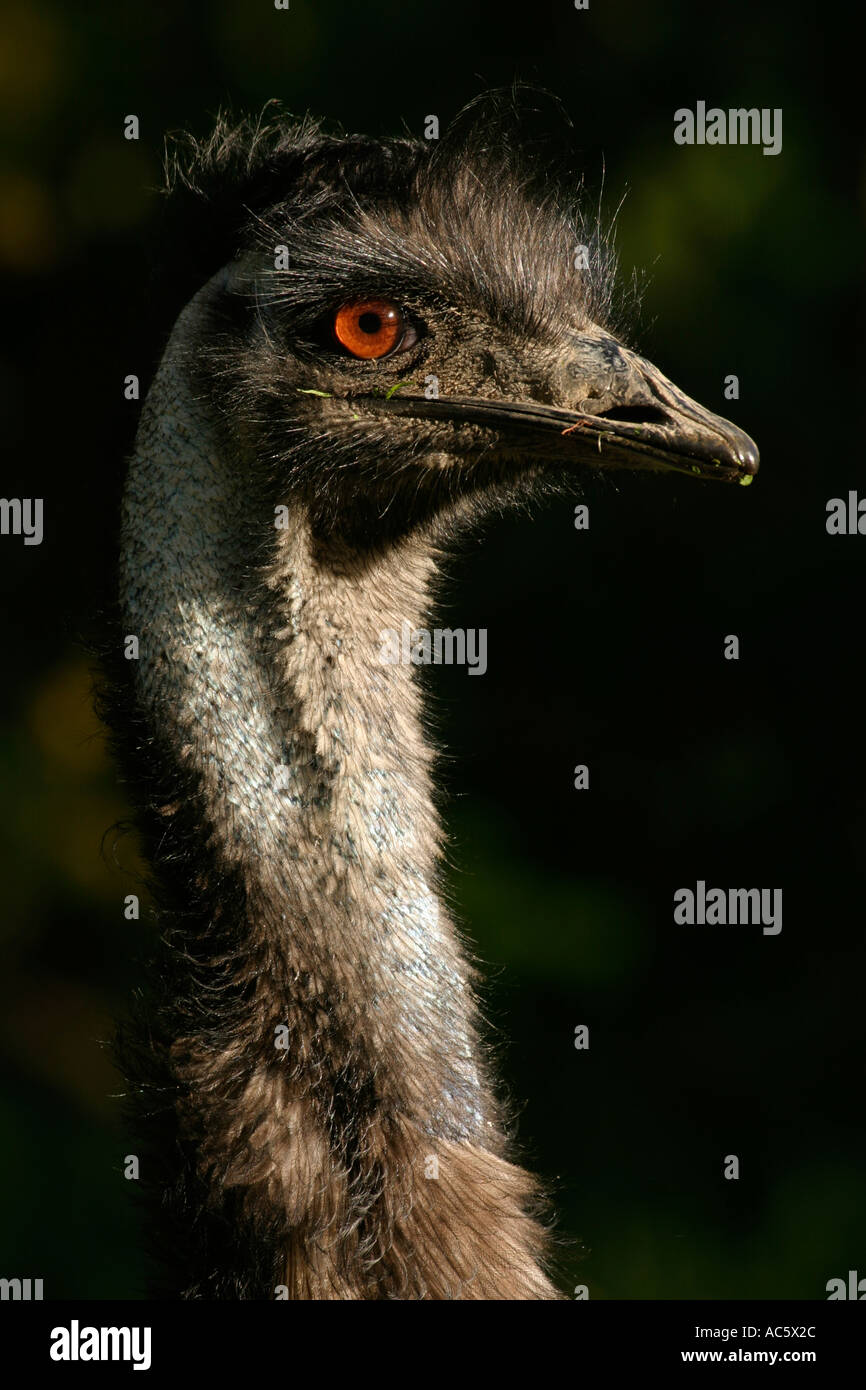 Outback emu hi-res stock photography and images - Alamy