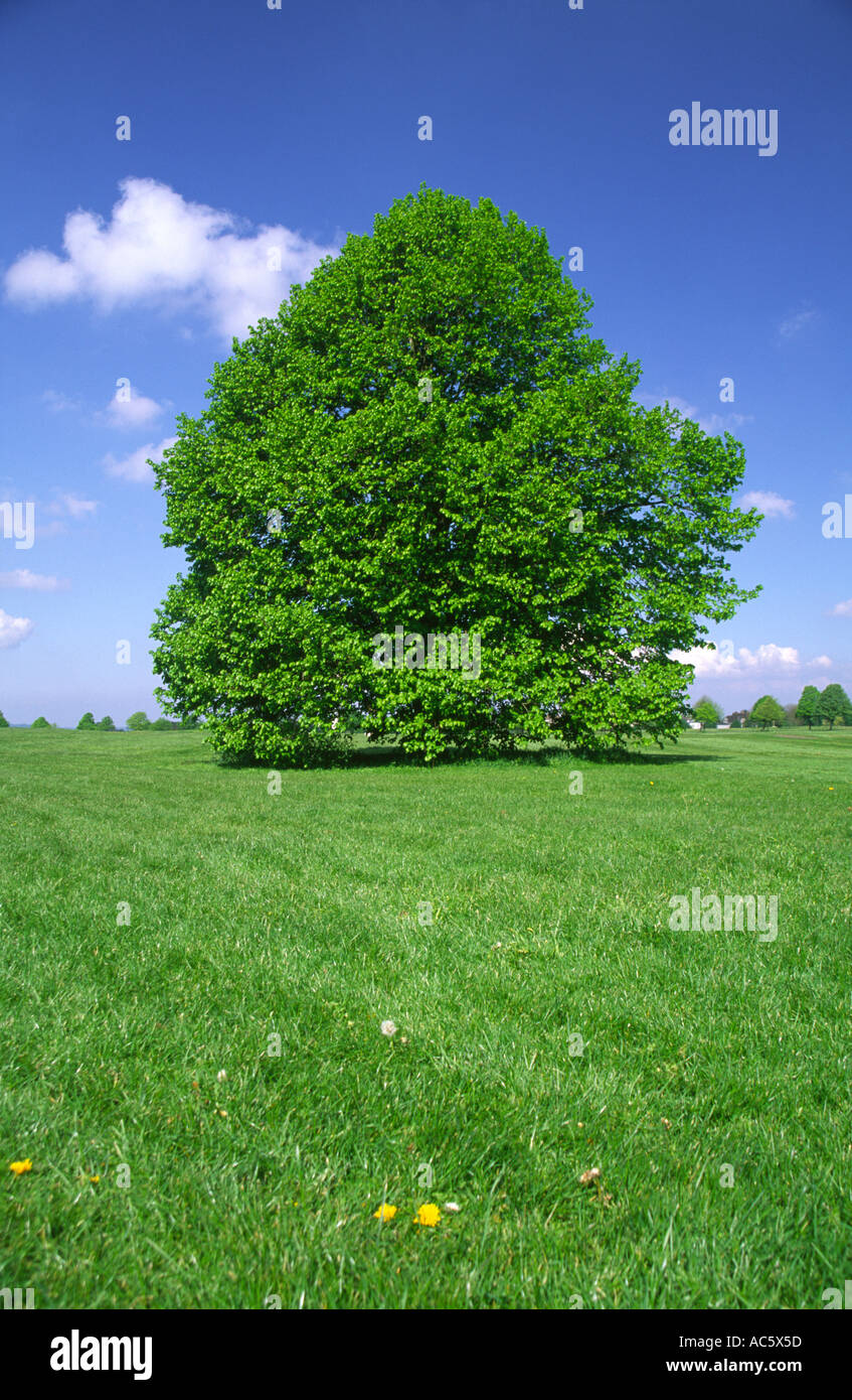 Bristol the downs hi-res stock photography and images - Alamy