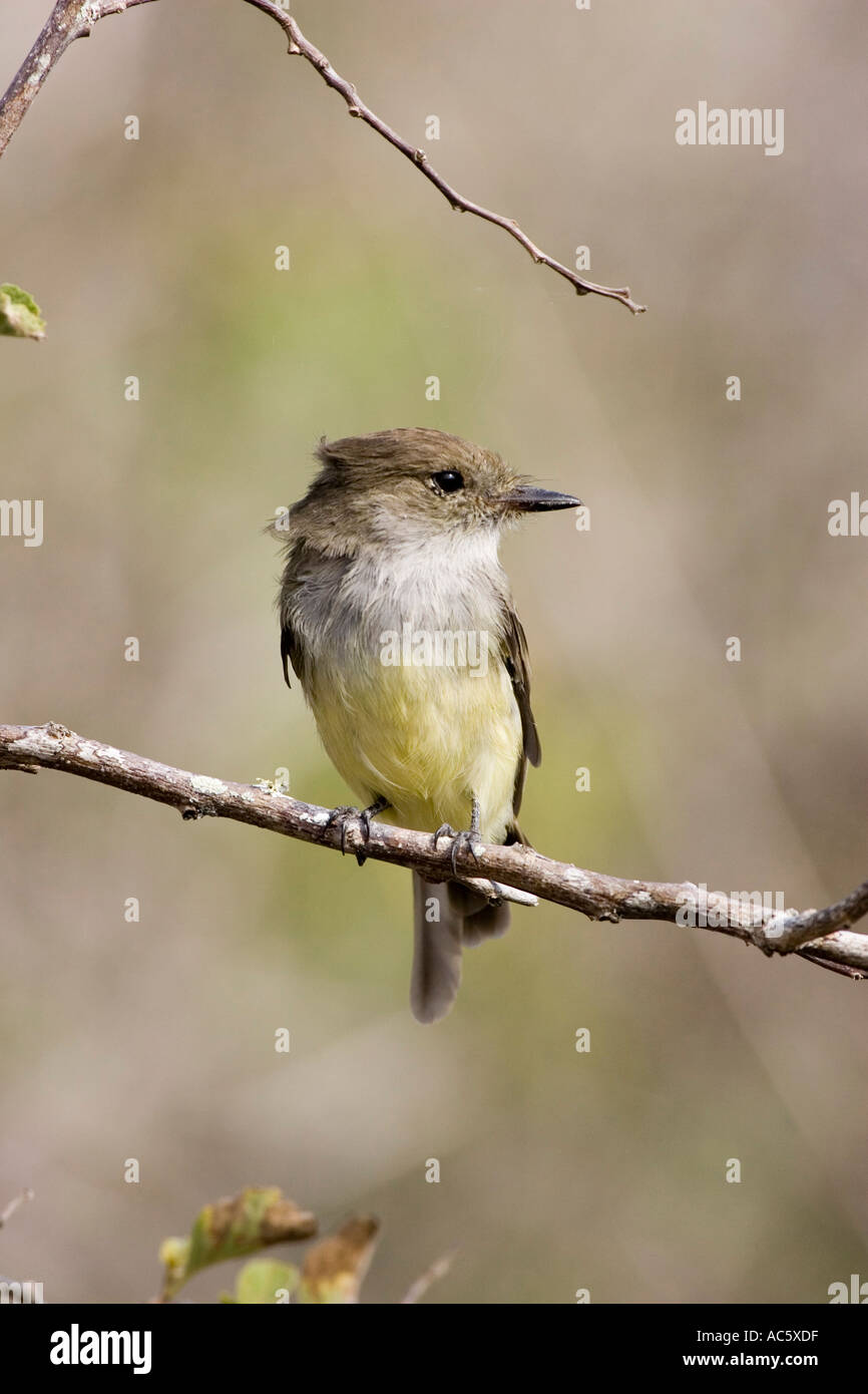 Galapagos Flycatcher Myriarchus magnirostris Stock Photo - Alamy