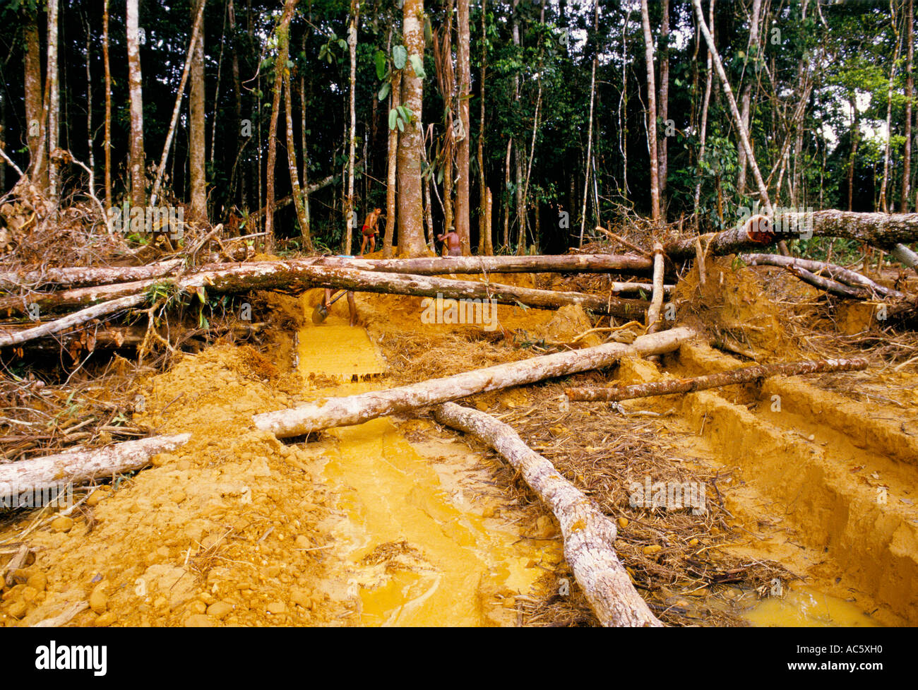 Deforestation Stock Photos & Deforestation Stock Images - Alamy