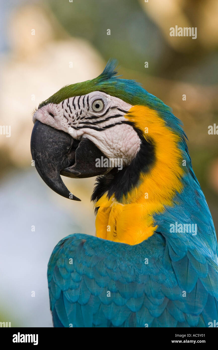 Blue yellow Macaw s Ara ararauna head portrait parrot bird birds south America Stock Photo - Alamy