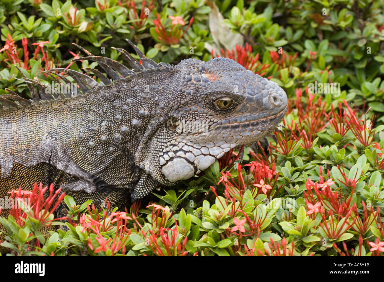 Common Iguana Iquana iguana South America Stock Photo - Alamy