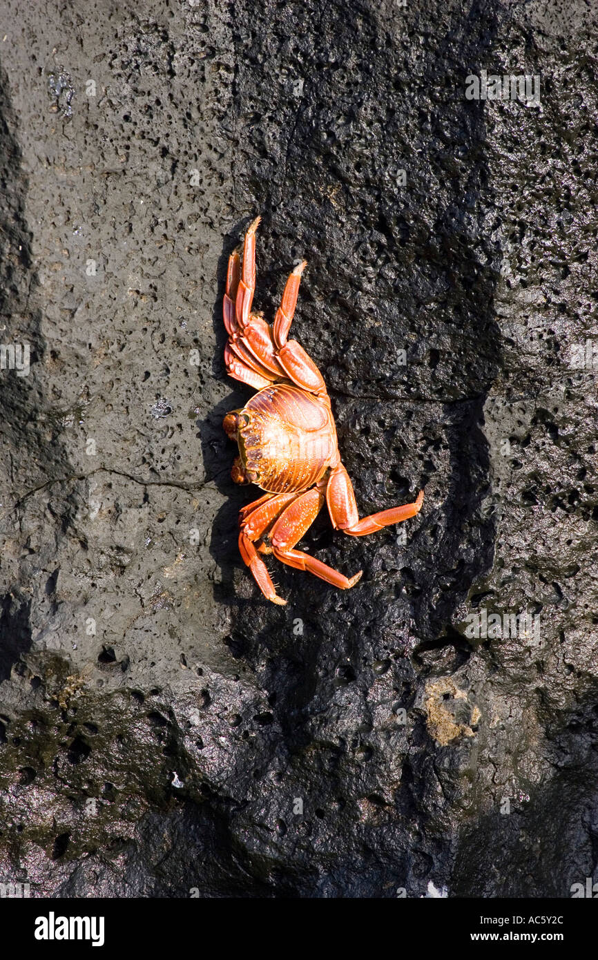 Sally Lightfoot Crab Grapus grapsus Galapagos Islands Stock Photo - Alamy