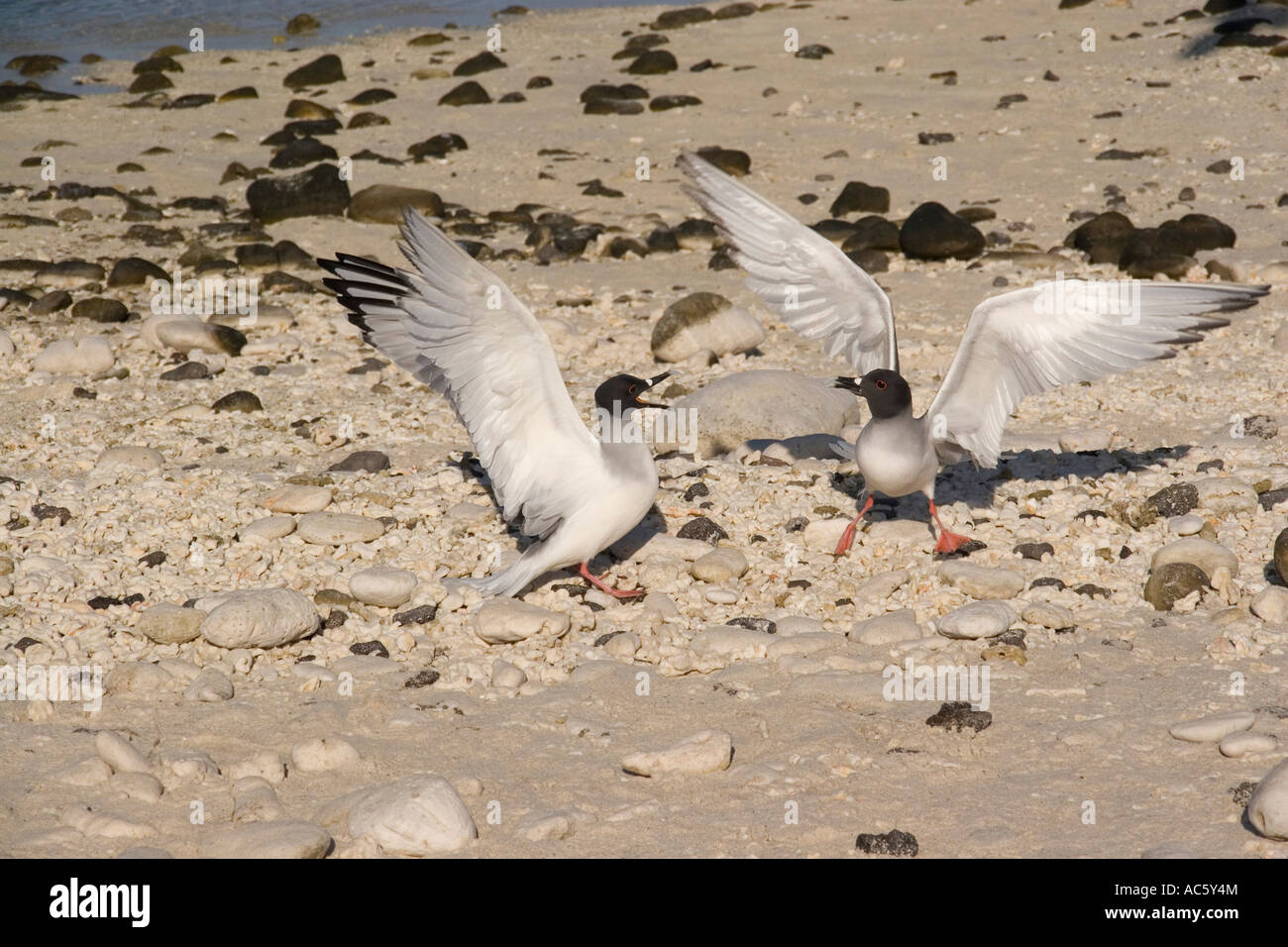 two adult Swallow tailed gulls fighting Stock Photo - Alamy