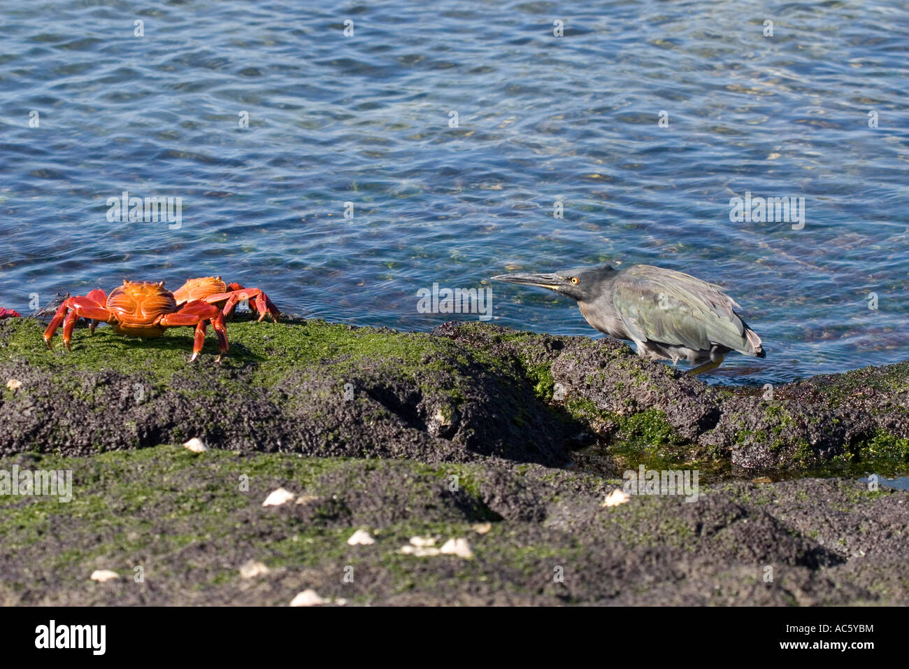Sally hunting hi-res stock photography and images - Alamy