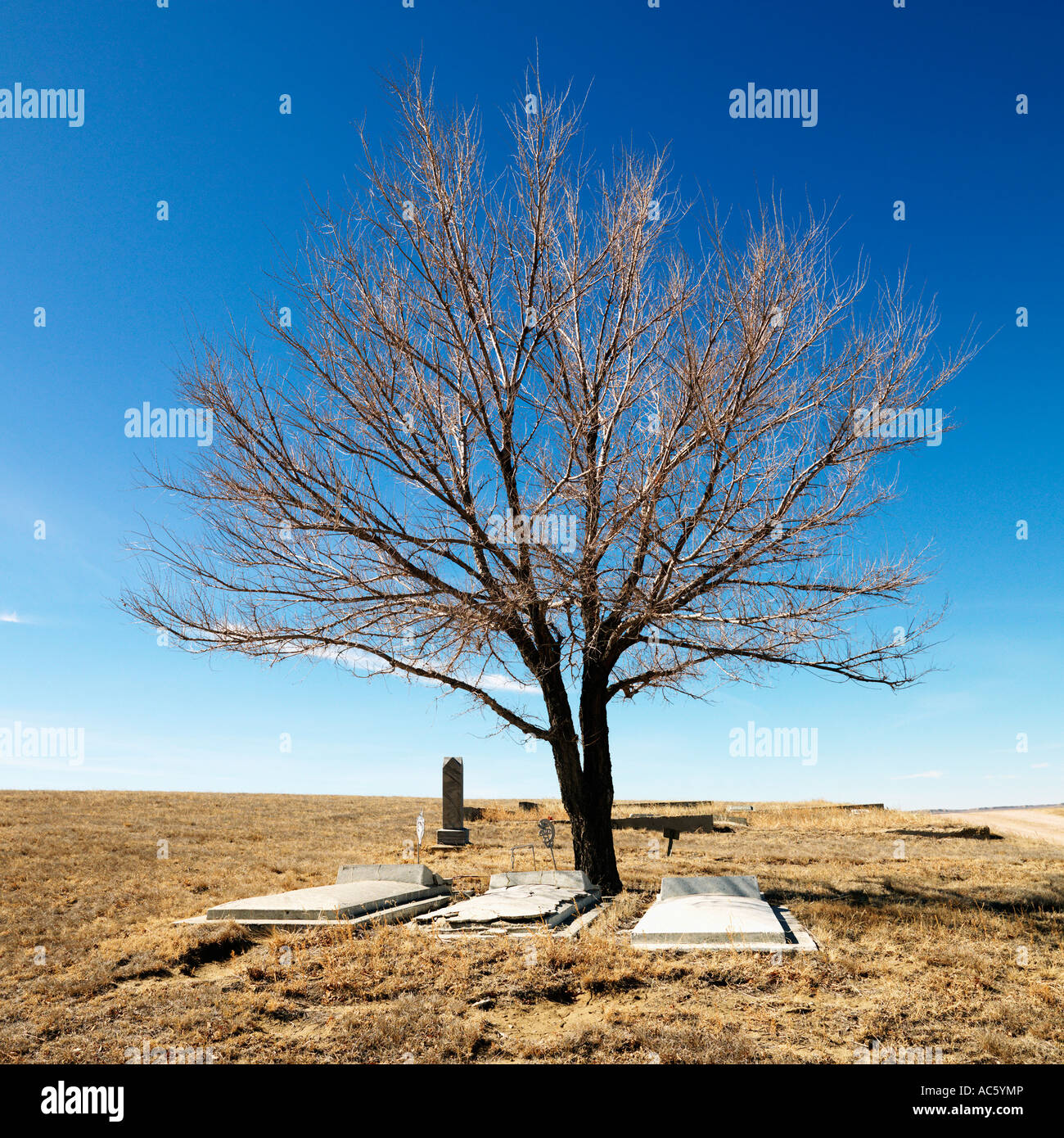Three tombstones under a tree in cemetery Stock Photo - Alamy