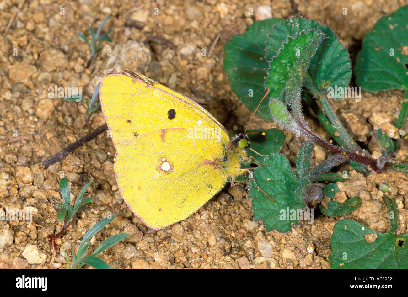 Crocea hi-res stock photography and images - Alamy